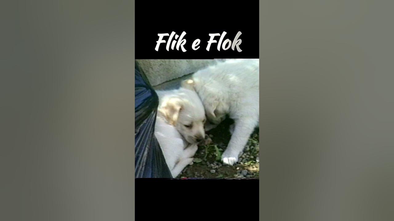 Flik e Flok - YouTube