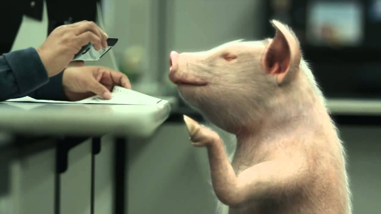 GEICO: Maxwell goes to the DMV - YouTube