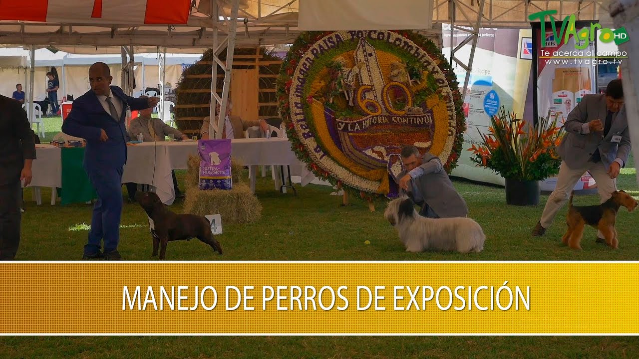 Cómo Te Conviertes En Un Perro De Exposición