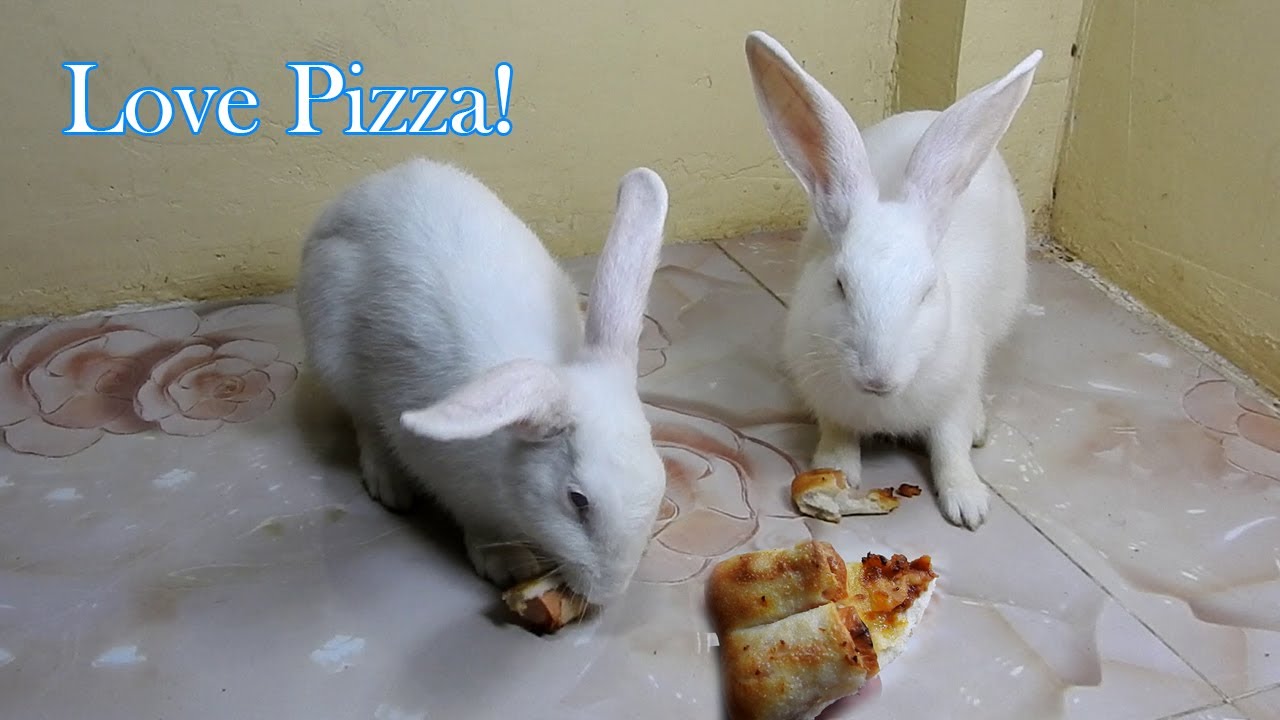 Two Lovely Rabbits Love to eat Pizza (PomPom & PoyPoy) - YouTube