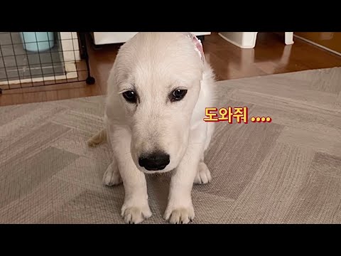 진짜 가지가지 다하는 강아지 A real troublemaker puppy - YouTube