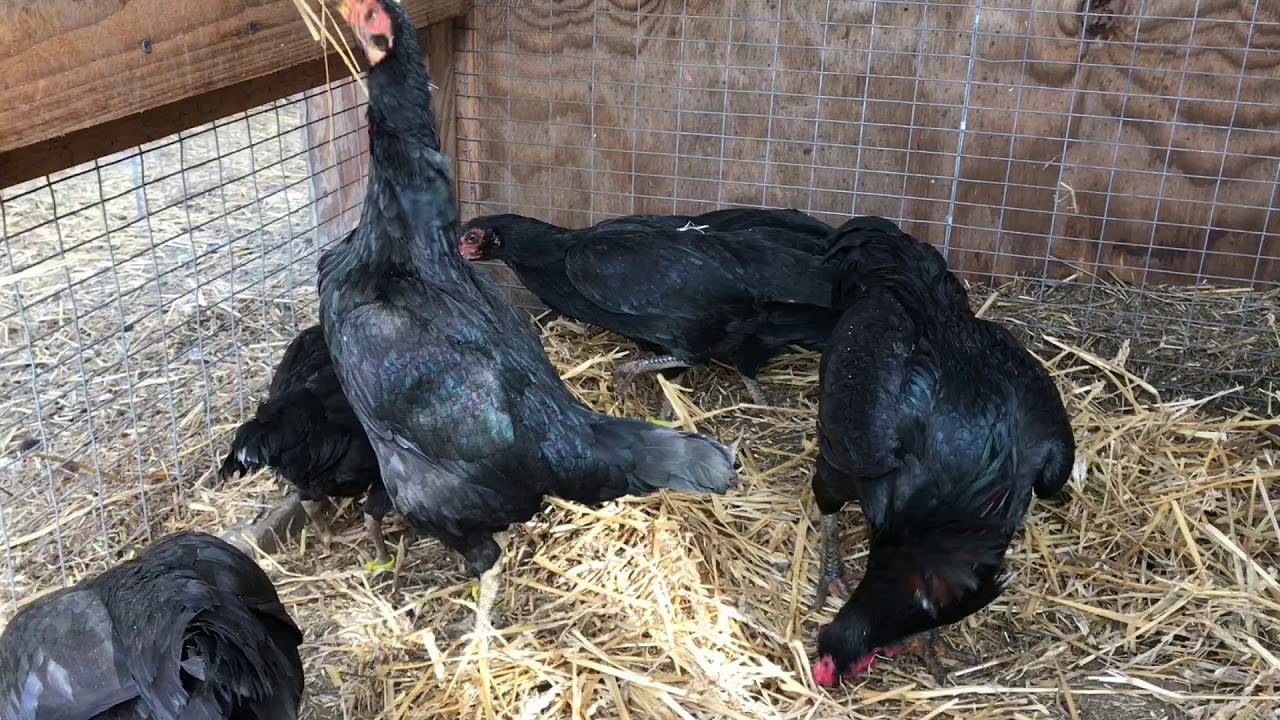 Black Asil. David Tune bloodline. 1-512-905-2005 - YouTube