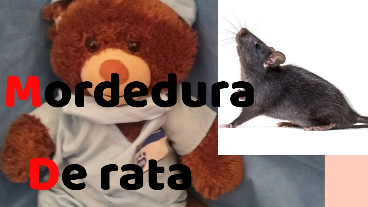 que produce la mordedura de rata - YouTube