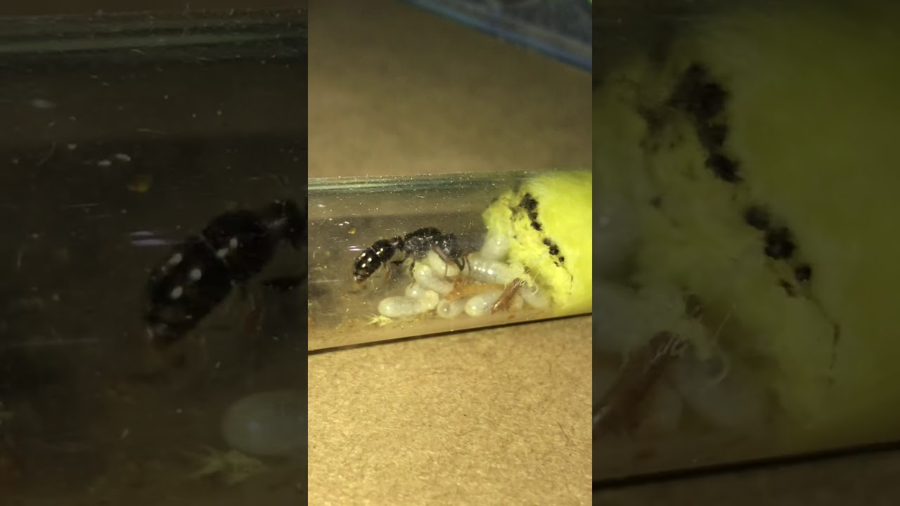 Dracula Ant with larvae - YouTube