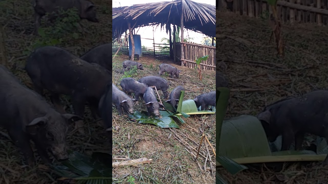 Native Pigs at Naturesbio Eco Farm - YouTube
