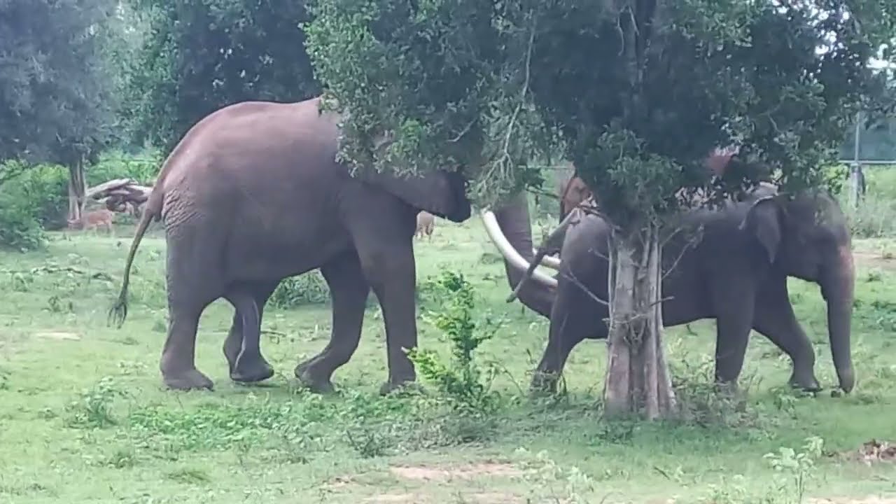 Ridiyagama Safari Park - Elephants Mating - Animal behavior #Joa #Isira ...
