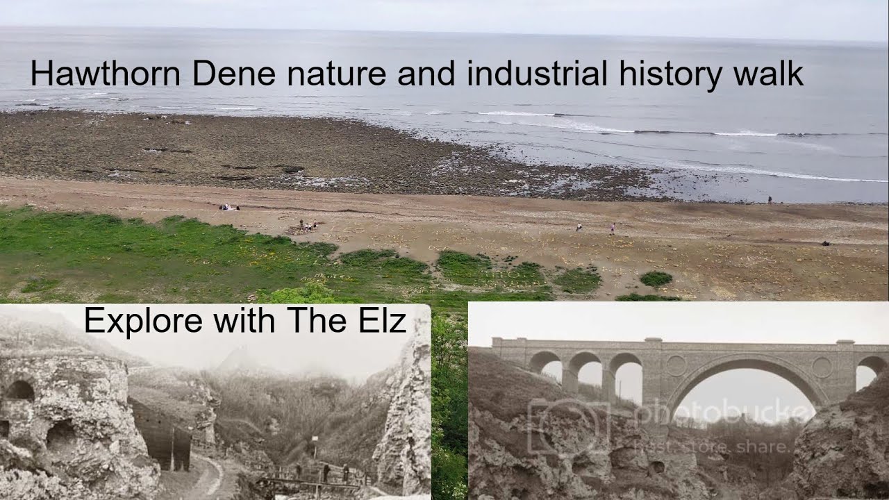 Hawthorn Dene and Hive nature and history walk NE England 🇬🇧 - YouTube