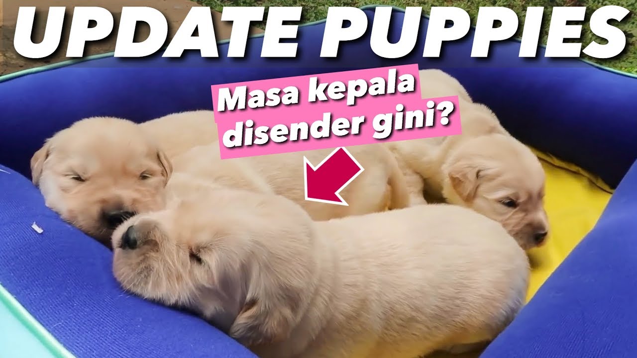 ANAK SNOWEE SNOWA UDAH NGERUSUH!! GEMESH BANGET! | THE GOLDEN FAMILY ...