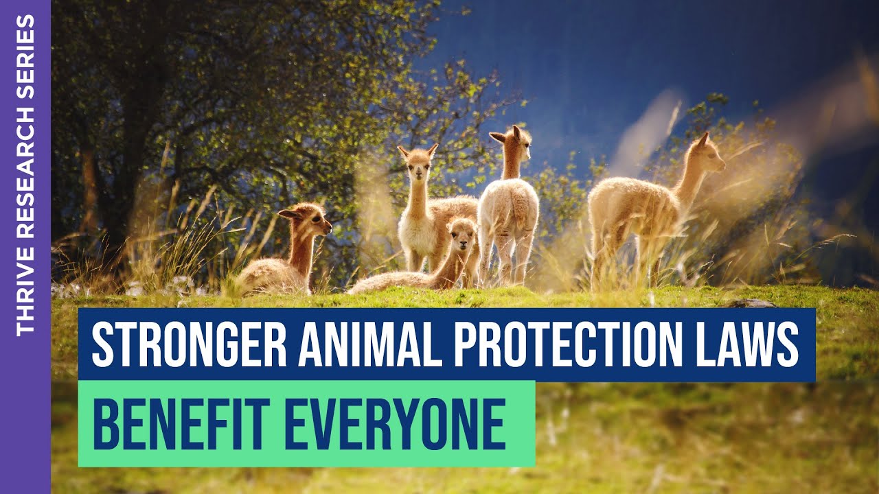 Stronger Animal Protection Laws Benefit Everyone | Michael Hill ...