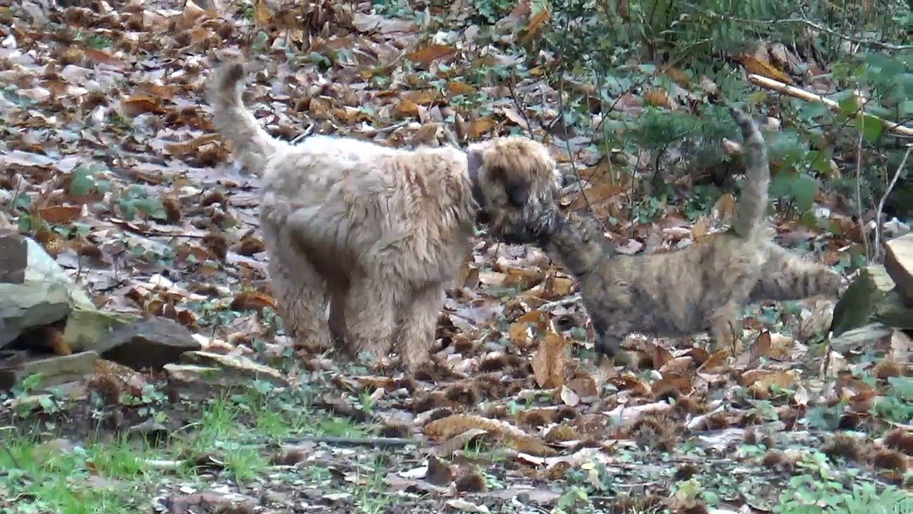 Wheaten Terrier Pup | New Cat BFF, Led Astray - YouTube