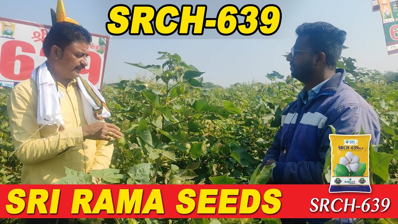 Farmer About SRI RAMA SEEDS Cotton SRCH-639 @sriramaseeds - YouTube
