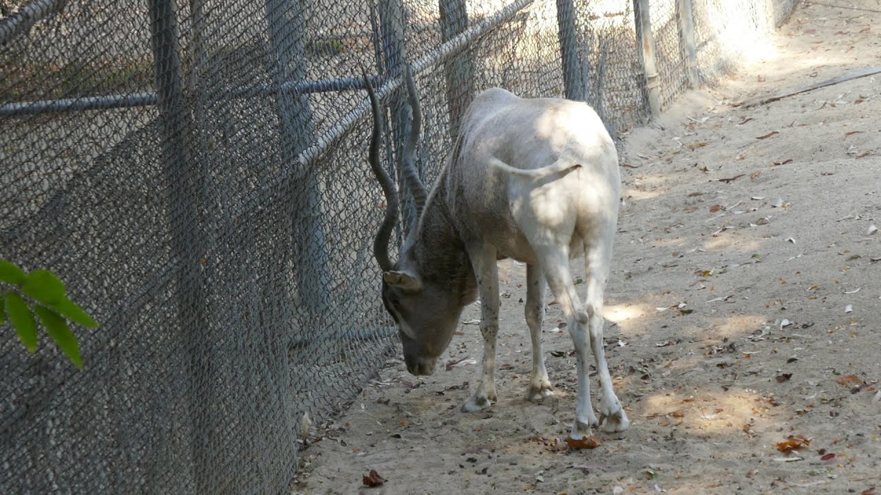 Endangered Species Addax LA Zoo Los Angeles California USA November 9 ...