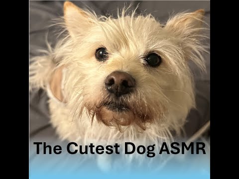 The Cutest Dog ASMR - YouTube