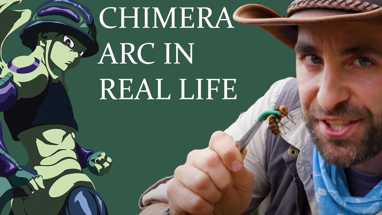 THE CHIMERA ARC IN REAL LIFE - YouTube