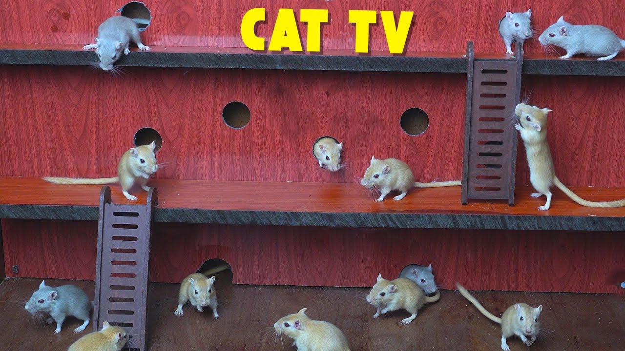 Cat TV Mouse | Cute Jerry Hole Mouse Hide and Seek and Climb Stairs ...