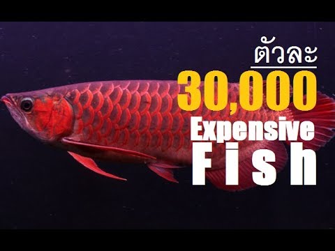 ส่องราคาปลามังกรที่สิงคโปร์ Arowana (Dragon Fish) Price in Singapore ...