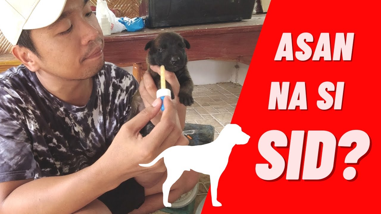 Vlog 128: 1ST DEWORM Belgian Malinois Puppies | Update kay SID #papsnikstv - YouTube