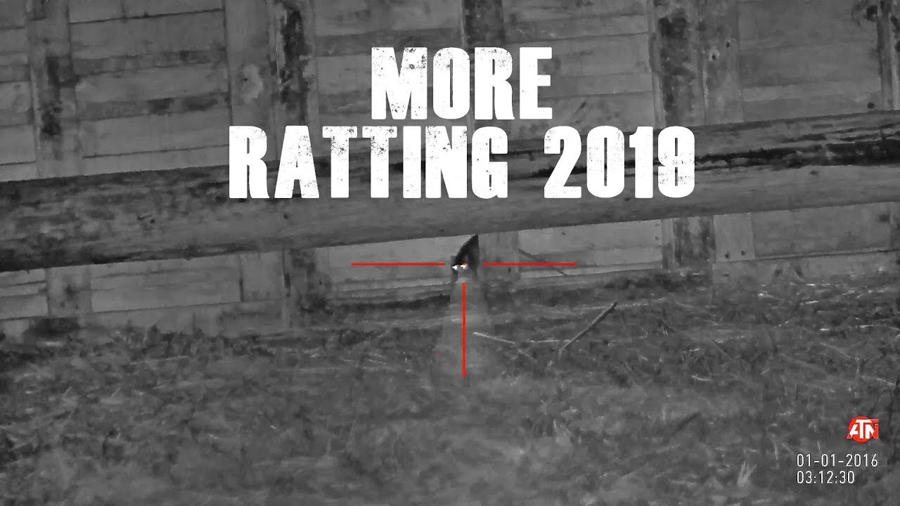 Ratting 2019 - YouTube
