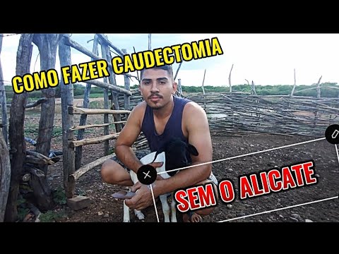 Como fazer caudectomia em cordeiros sem o alicate e de modo simples ...