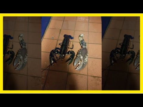 Lobzilla? fear as fisherman finds giant claw from 'monster' lobster ...