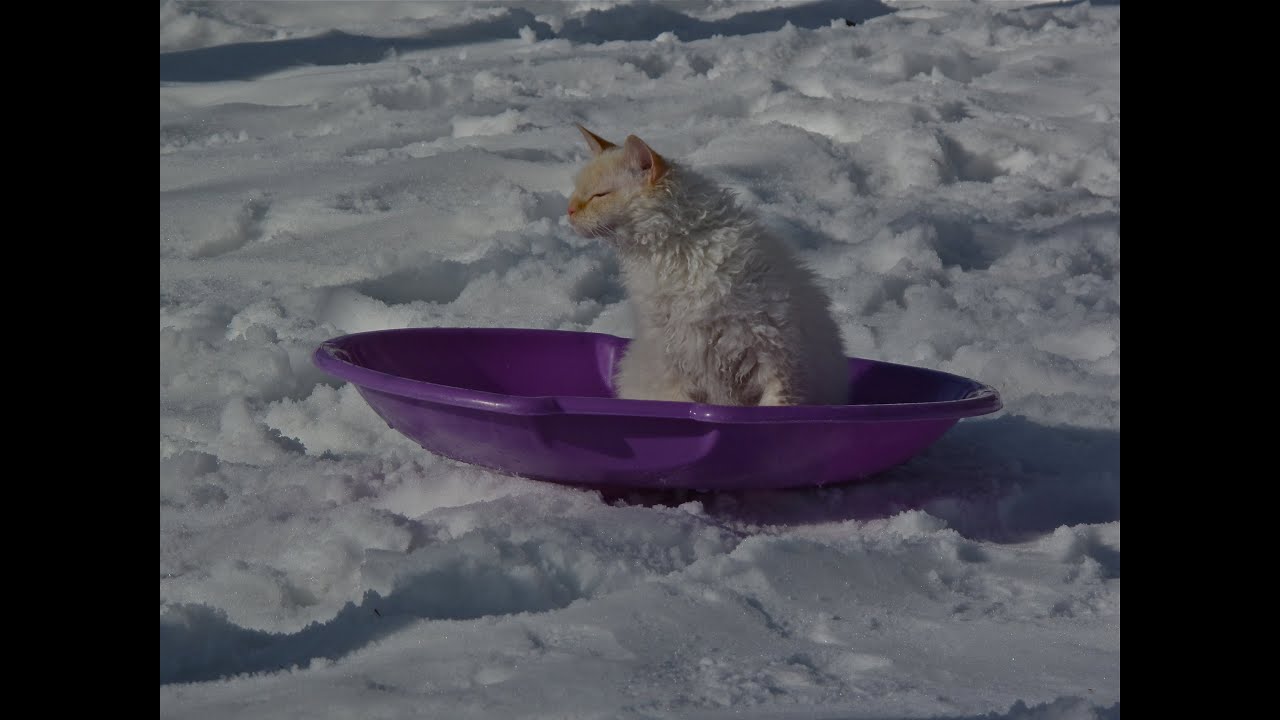 Social Distancing Sledding Cat - YouTube