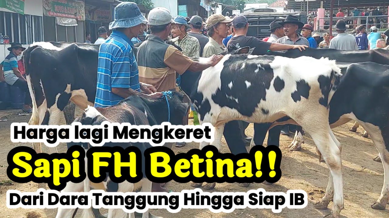 Sapi FH Betina‼️Harga Mengkeret Dari Dara Tanggung Hingga Siap IB - YouTube