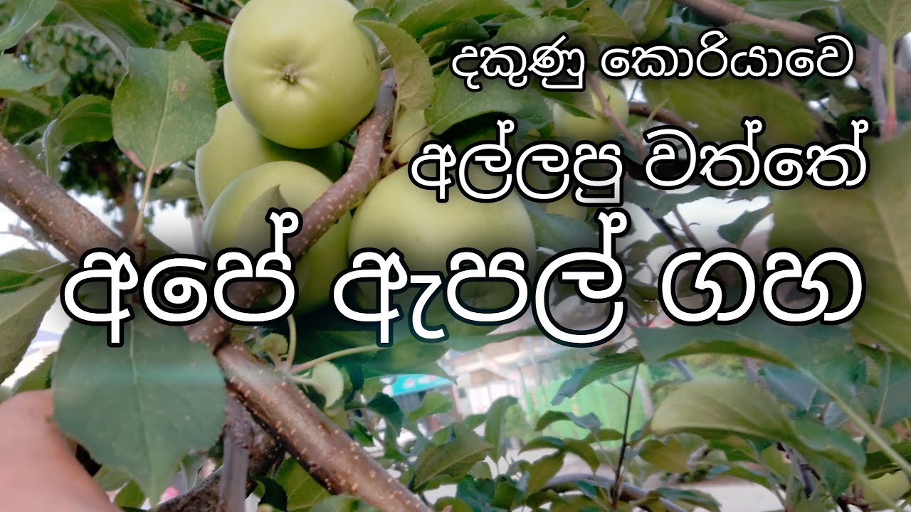 Our apple tree in the garden next door in korea | අල්ලපු වත්තේ අපේ ඇපල් ...