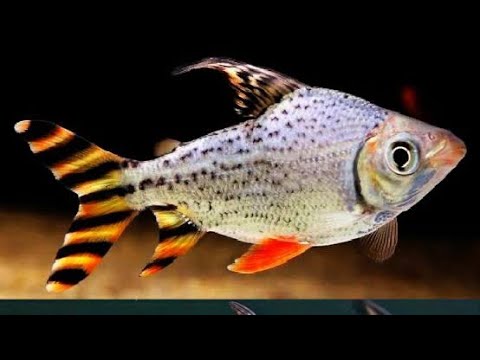 Flagtail Prochilodus (American Flag tail) - YouTube