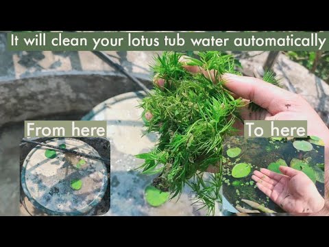how to clean lotus tub water with this plant/ clean lotus tub naturally ...
