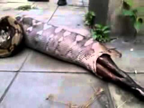 A large snake swallowing another large animal - YouTube
