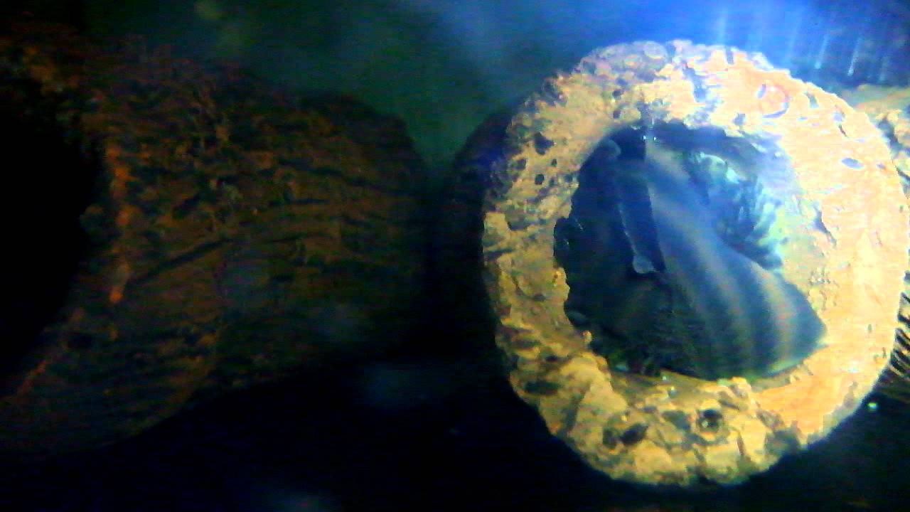 L397 with Fry.AVI - YouTube