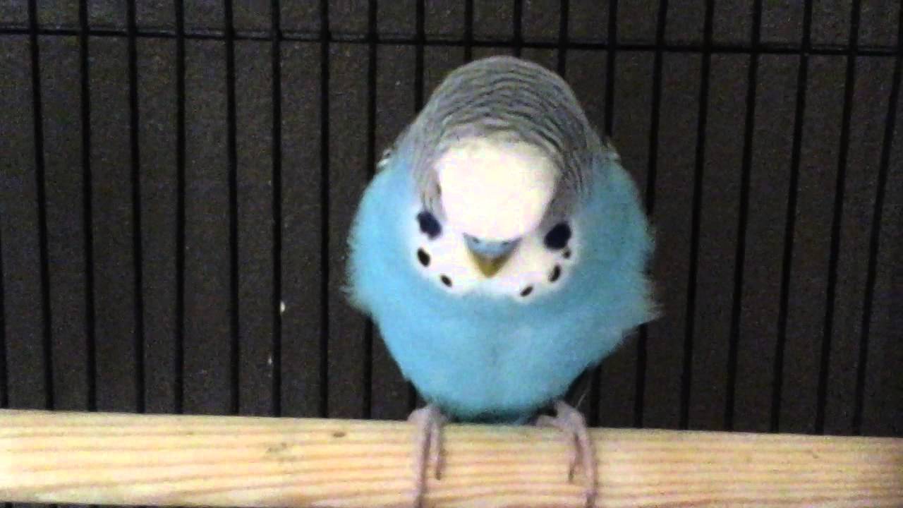 Puffy, Fluffy Budgies - YouTube