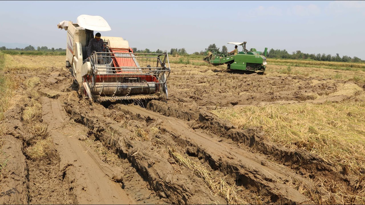 Rice Harvest Process In Mud Farm | Combine Harvester Stuck In The Mud ...