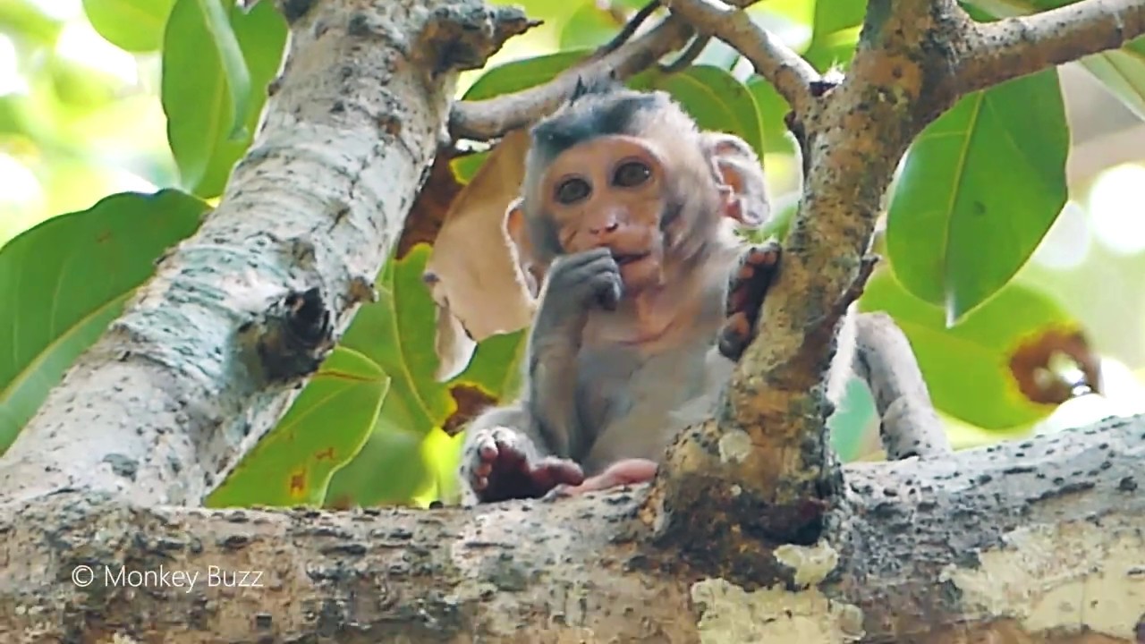 Baby Monkey Alba Stay Up High On The Tree Alone Because Mum Anna Don't ...