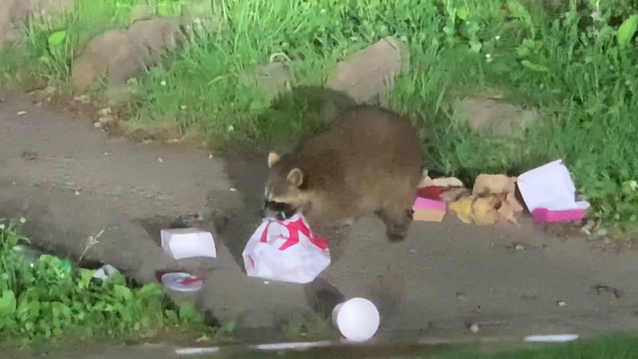 RACCOON EATING CHICK-FIL-A - YouTube
