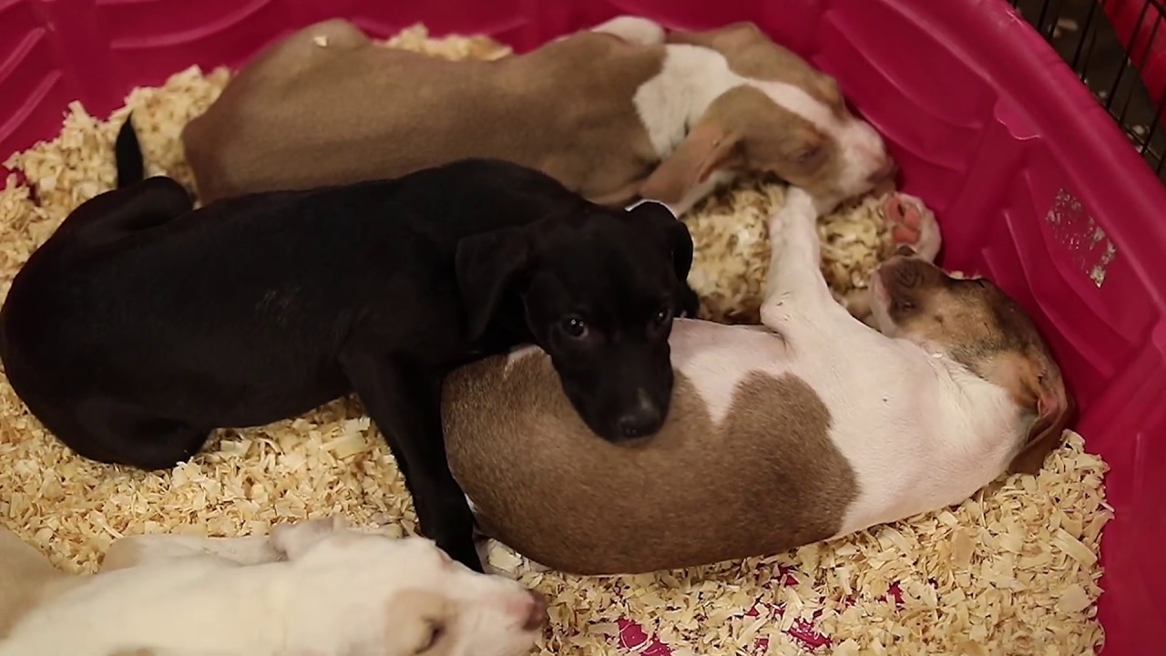 Save A Life Pet Rescue - YouTube