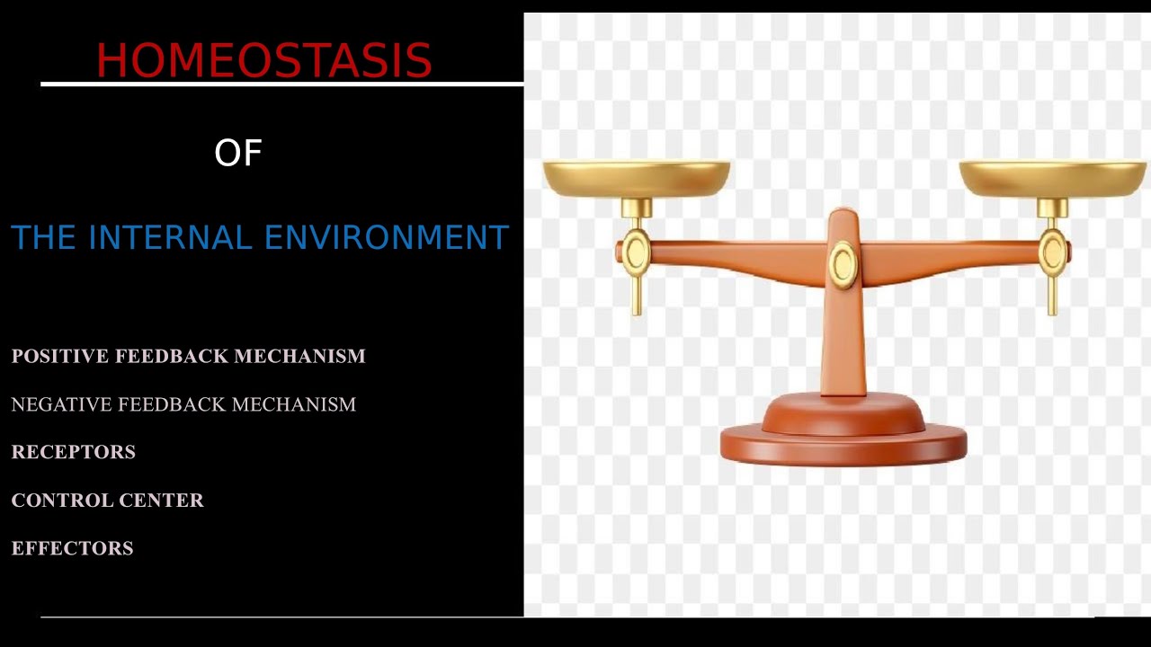 The Homeostasis---Tutorial 4--Anatomy & Physiology - YouTube
