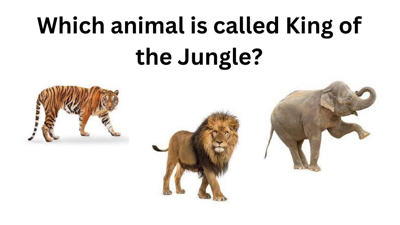 Kids IQ Test | General Knowledge Questions| Educational Video for Kids ...