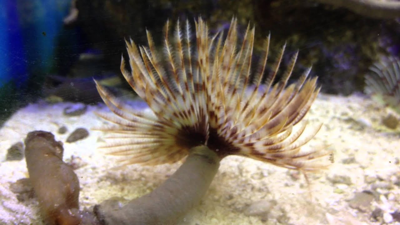 Tropical Marine Marine Feather Anelid - YouTube