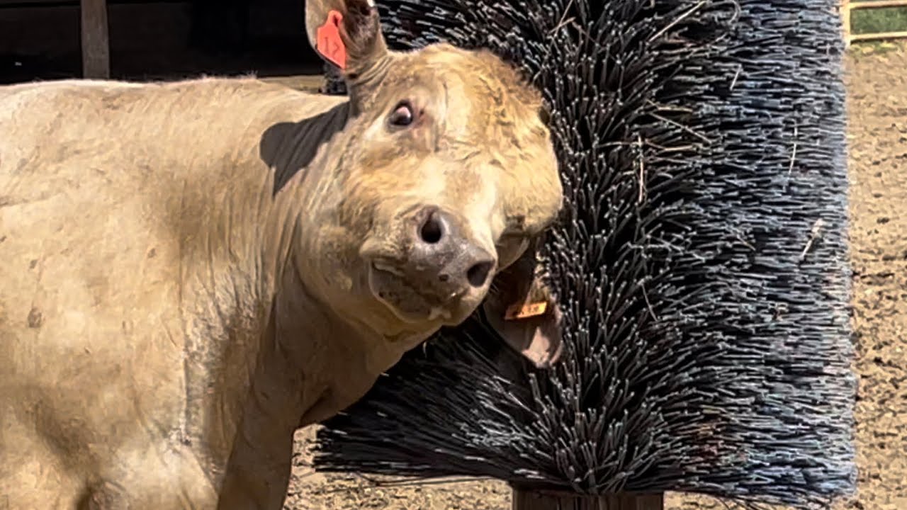 Fence Teardown is Complete and a New Scratcher for the Cows! - YouTube