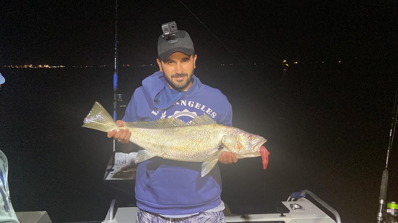 Mulloway / Jewfish on Pike Fillet in Sydney! - YouTube