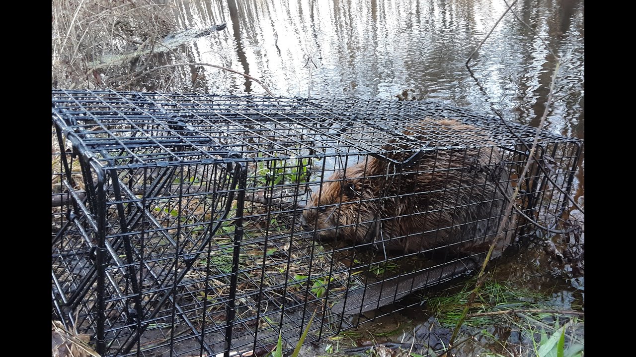 Catching Beavers in Tomahawk Live Traps - YouTube