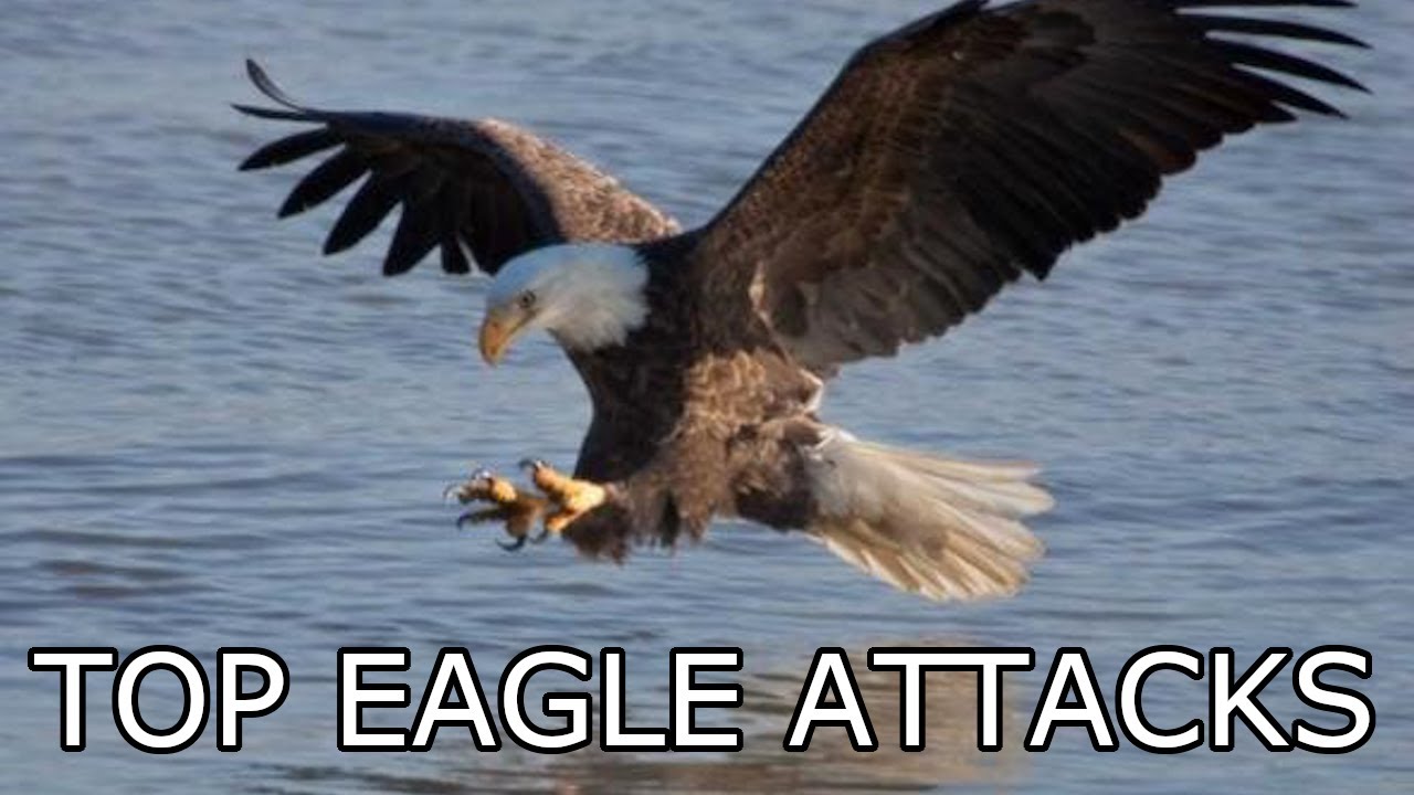 Most Epic Raptor Attacks, Birds of Prey - YouTube