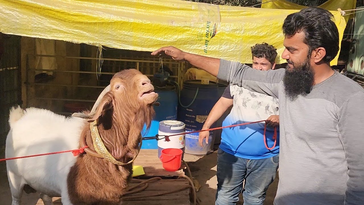 India's Best Biggest Boer 2024 | Hasim Bhai Quality King Nabil Dalvi ...