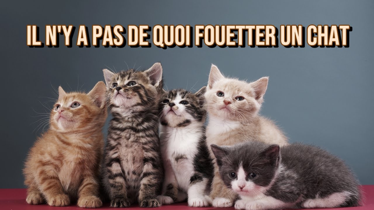 #40 Il n'y a pas de quoi fouetter un chat (ne faites pas comme Bruno ...