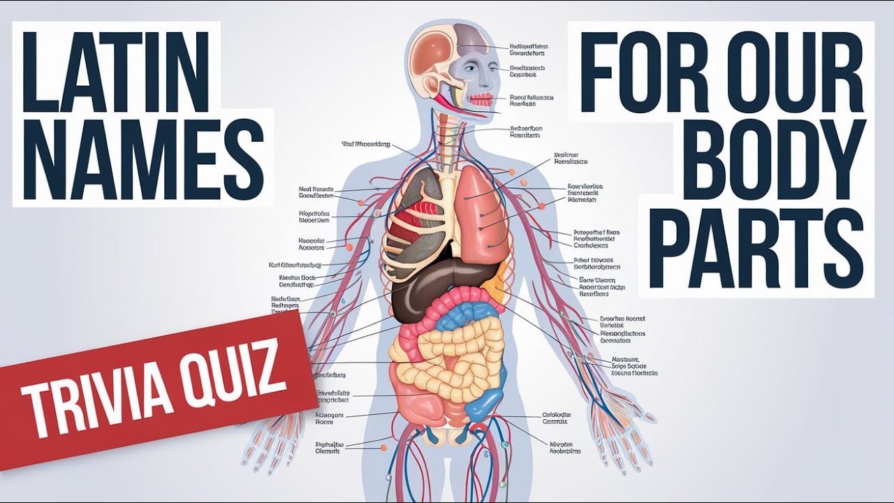 Quiz : Latin names for our body parts - YouTube