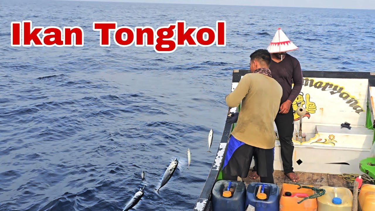 Seru..!! Mancing Ikan Tongkol Di Laut Dalam Teknik Mancing Rintak ...