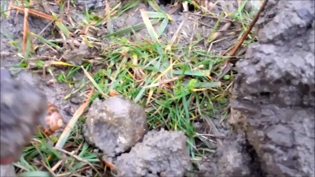 Scoobster the Fossiler having an Icky time - YouTube