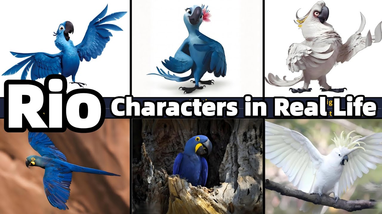 Rio Characters in Real Life | Rio Movie Characters vs Real Animals ...