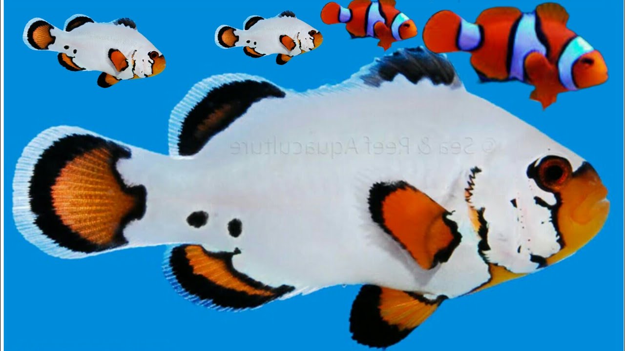 saltwater aquarium clownfish | clownfish tank for beginners | clownfish ...